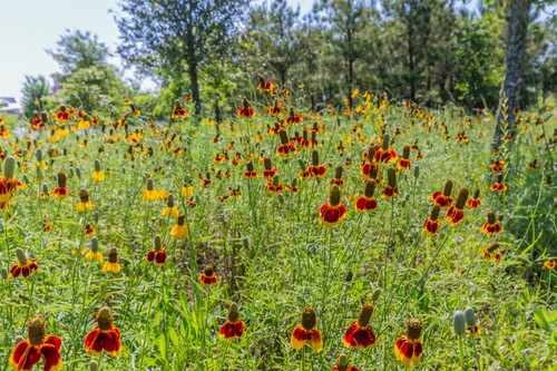 All Products | Seed and Nectar