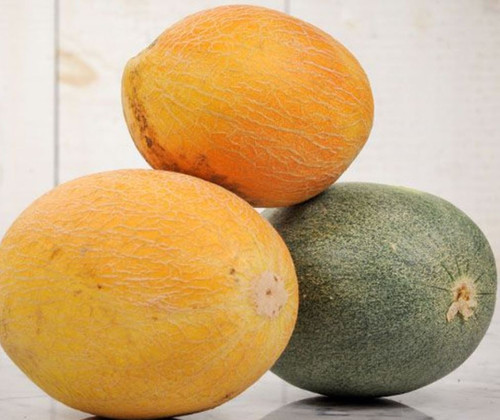 Tommy's Apple Melon | nodinesplants