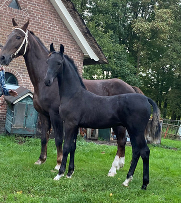 The Pearman Ranch | Home