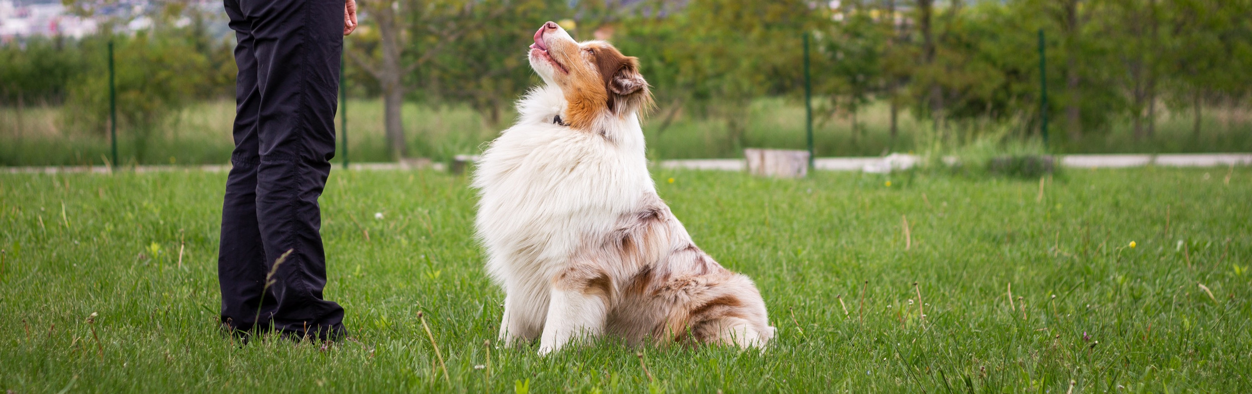 Dog Training Classes | The Mindful Mutt | Boston, MA Dog Training Classes | The Mindful Mutt | Boston, MA
