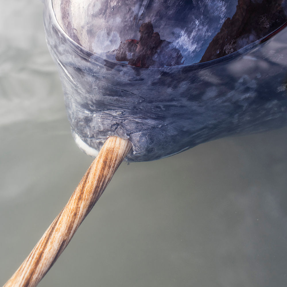 The Mythical Narwhal