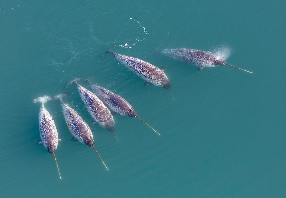 The Mythical Narwhal