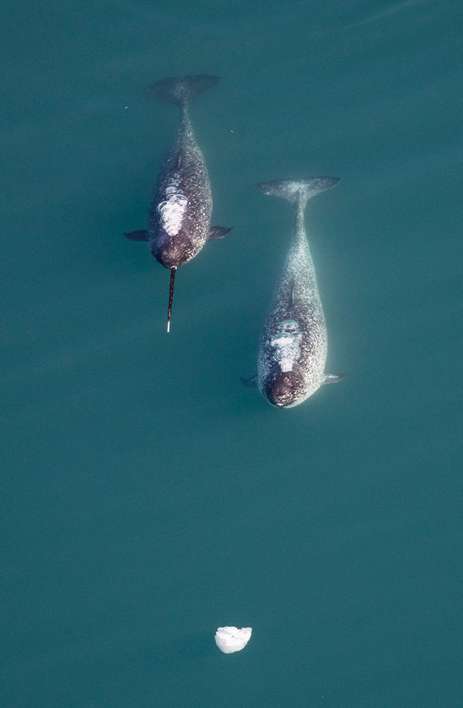 The Mythical Narwhal