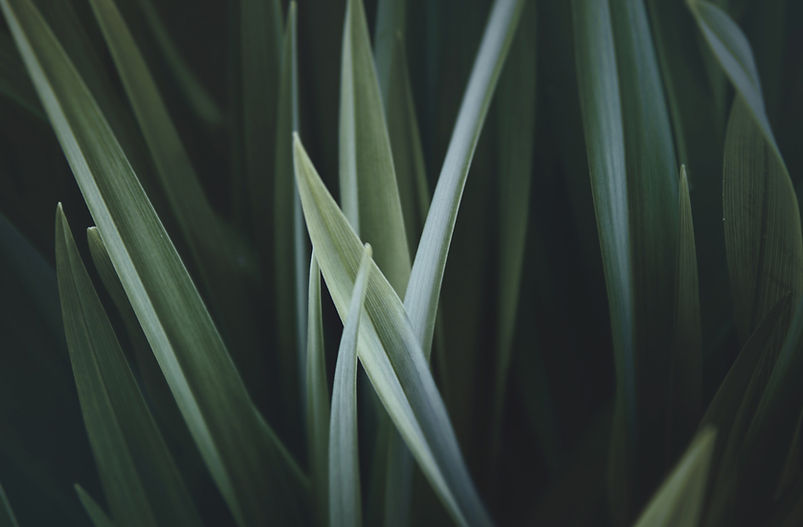 Lawn Mowing Northern Suburbs | Greenvale Mowing | Pricing