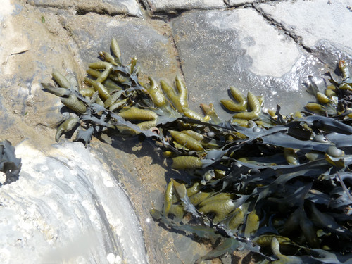 Seaweed - Living Things worksheets | Beach Academy