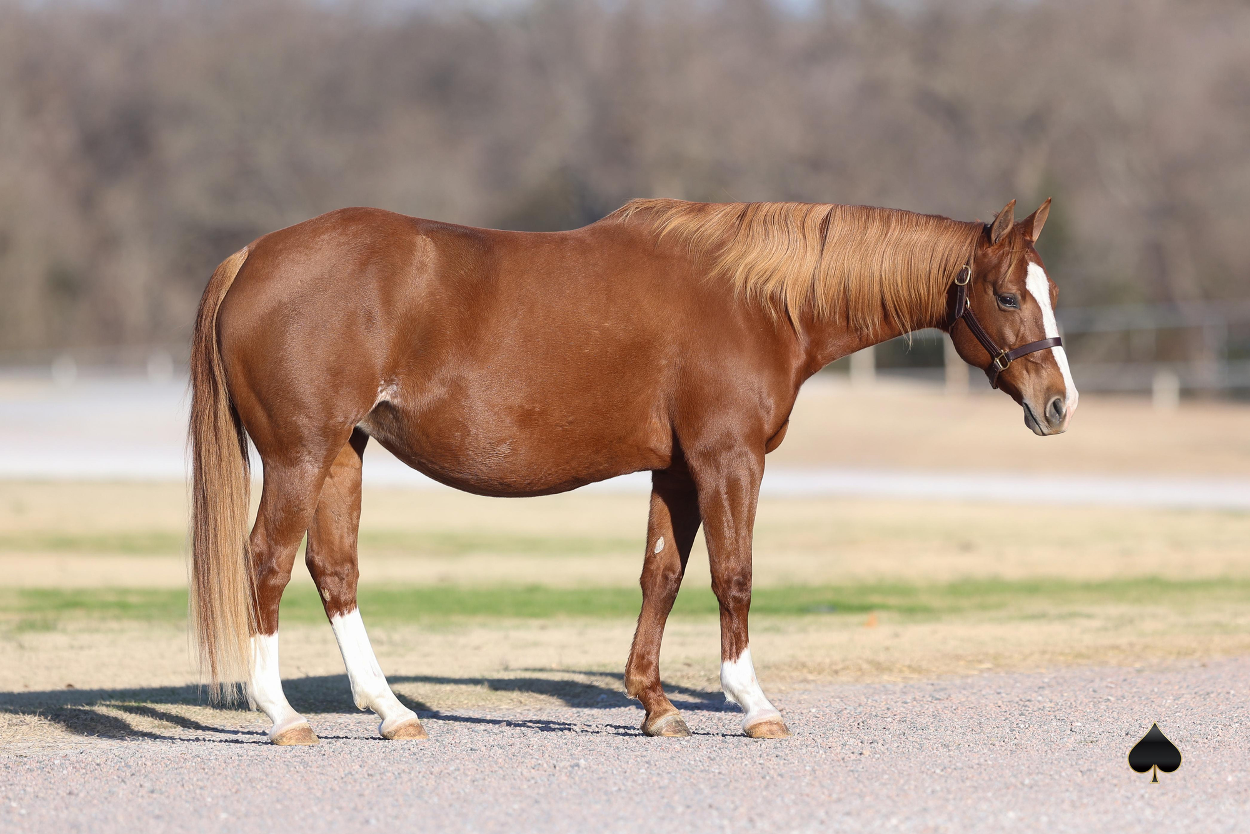 Chickasaw Grace | Select Genes