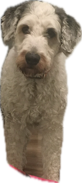 Pet Profile - randy | Ruff Haven