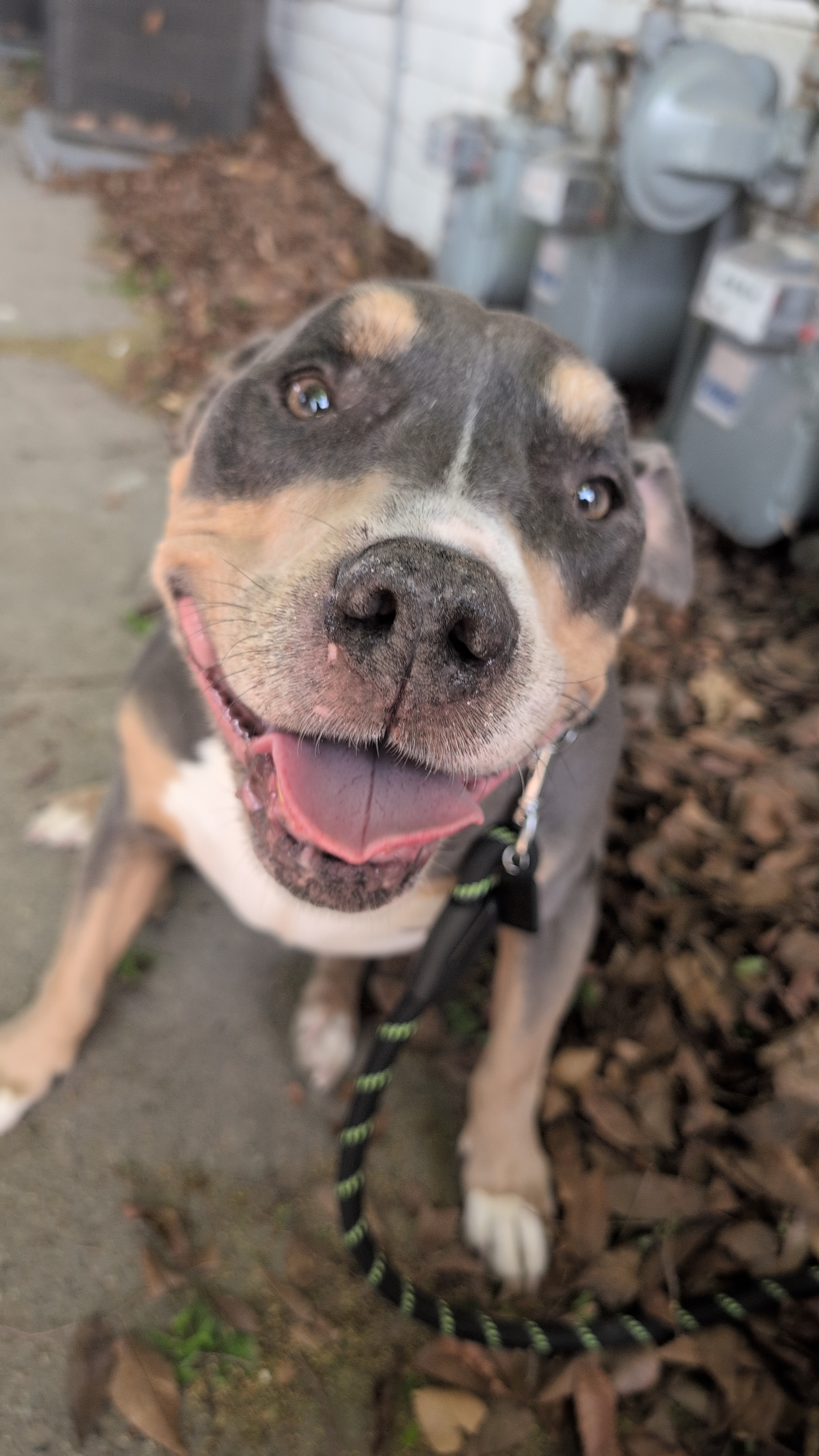 Pet Profile - Leiah | Ruff Haven