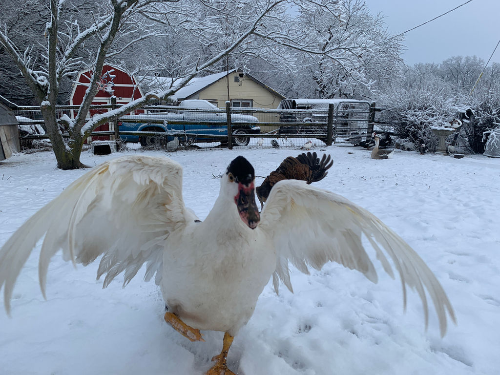 Animal Photography & Stories | Flapper Press