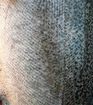 Fish Skin Graft | clairegolbymue