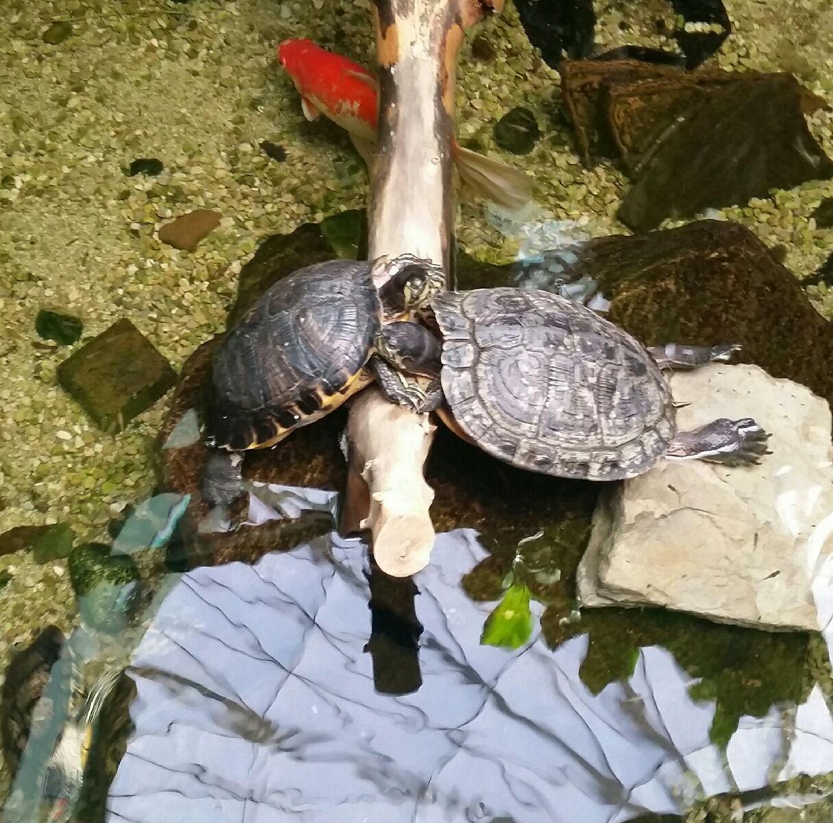 RAINFOREST BIOSPHERE | Vanderburg ES