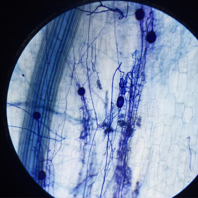 MYKOS, Arbuscular Mycorrhizal Fungi