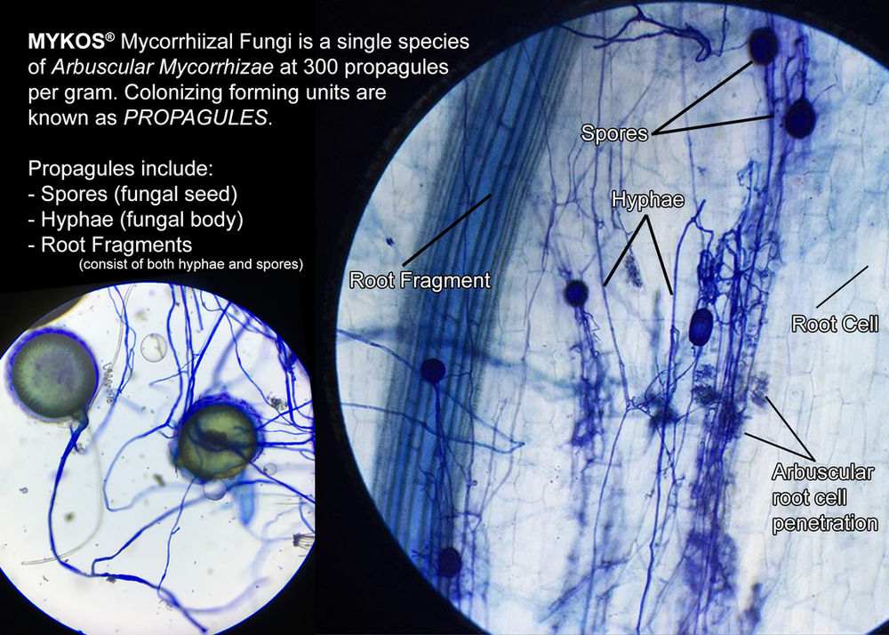Mycorrhizal Propagules