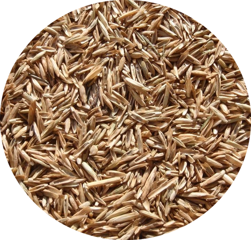 Perennial Rye Grass Seed | My Site