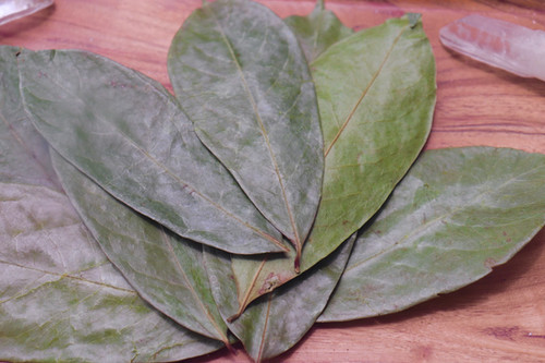 Buy: Soursop Leaves | Organic Oasis | USD21.99