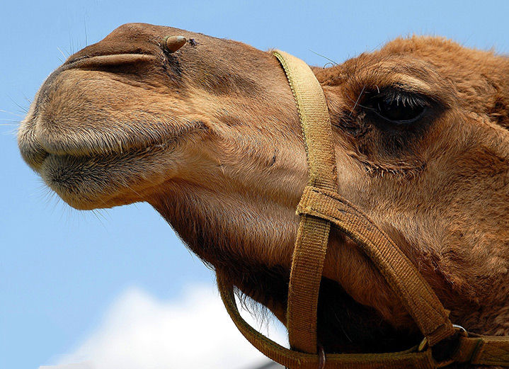 Los camellos tienen tres párpados