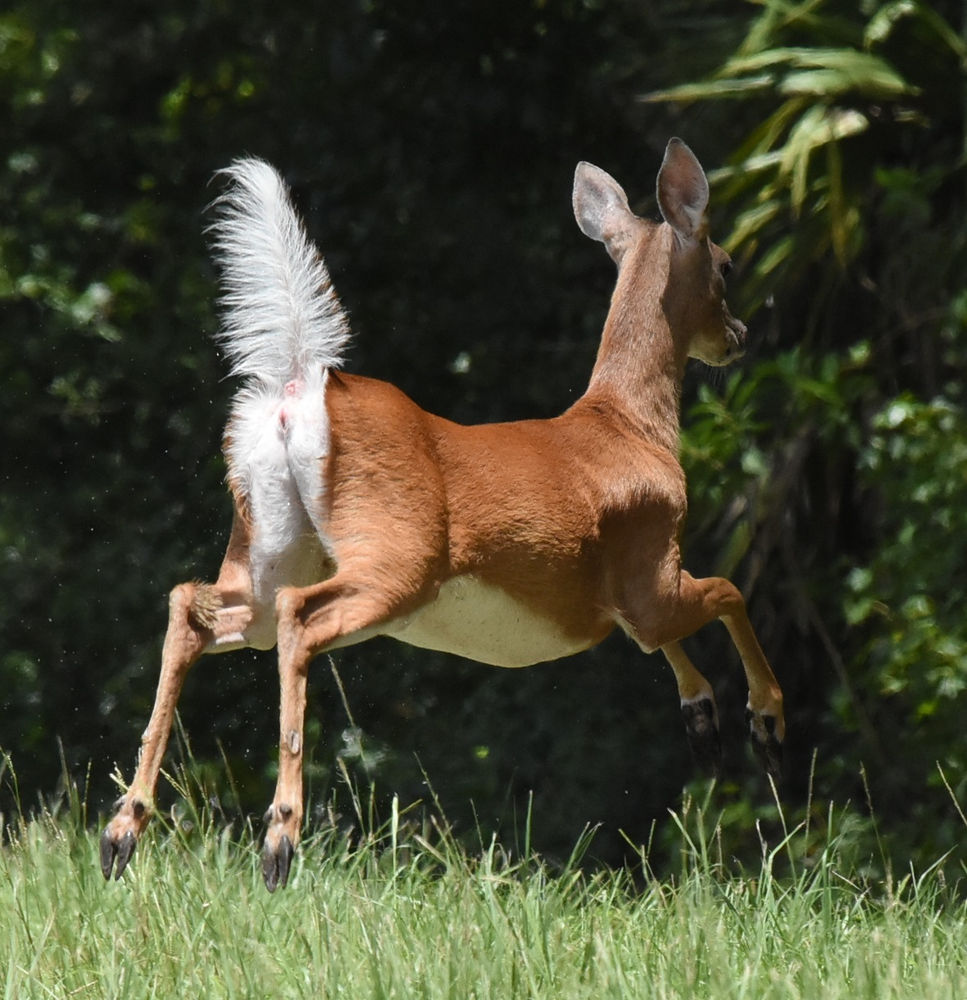 Venado cola blanca, patrimonio biológico de la biodiversidad en México