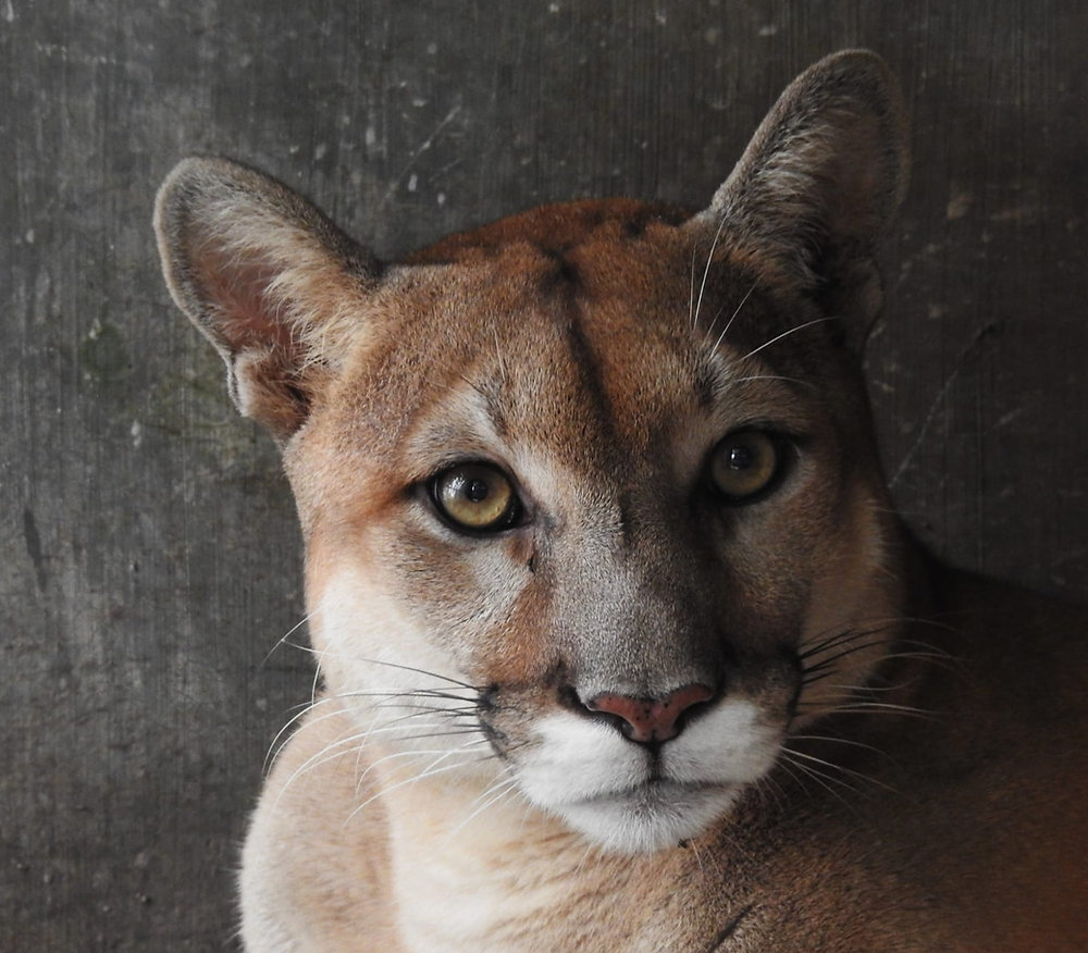 Zoomat tiene nueva integrante