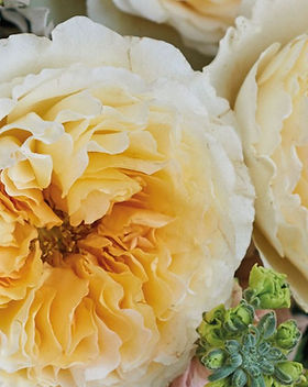 Search our Garden Roses by Variety
