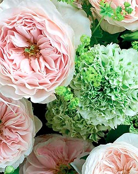 Search our Garden Roses by Variety