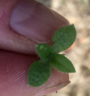 RUsty Popcorn flower details | skylinegardensebcnps