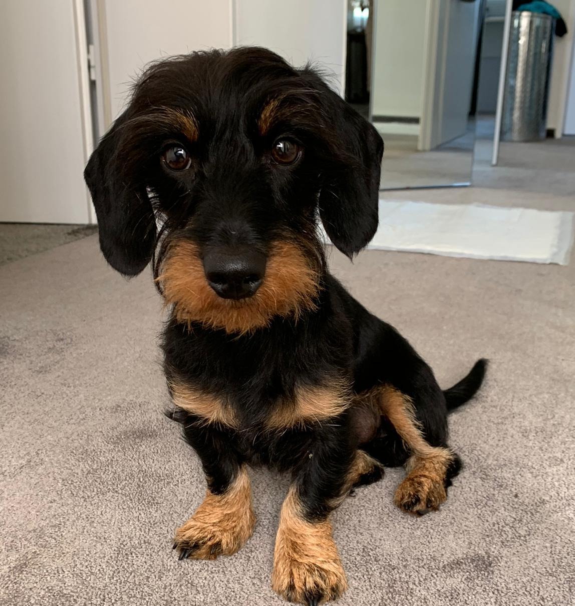 Unsere Würfe | Zwergrauhaardackel v