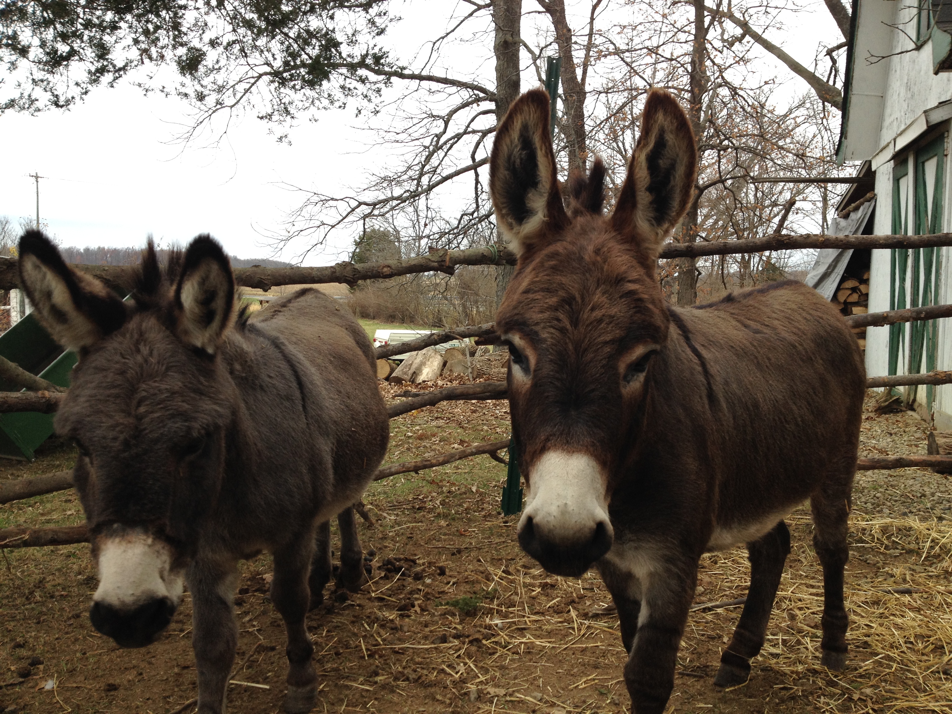 Providence Cottage Farm Miniature Mediterranean Donkey Ohio