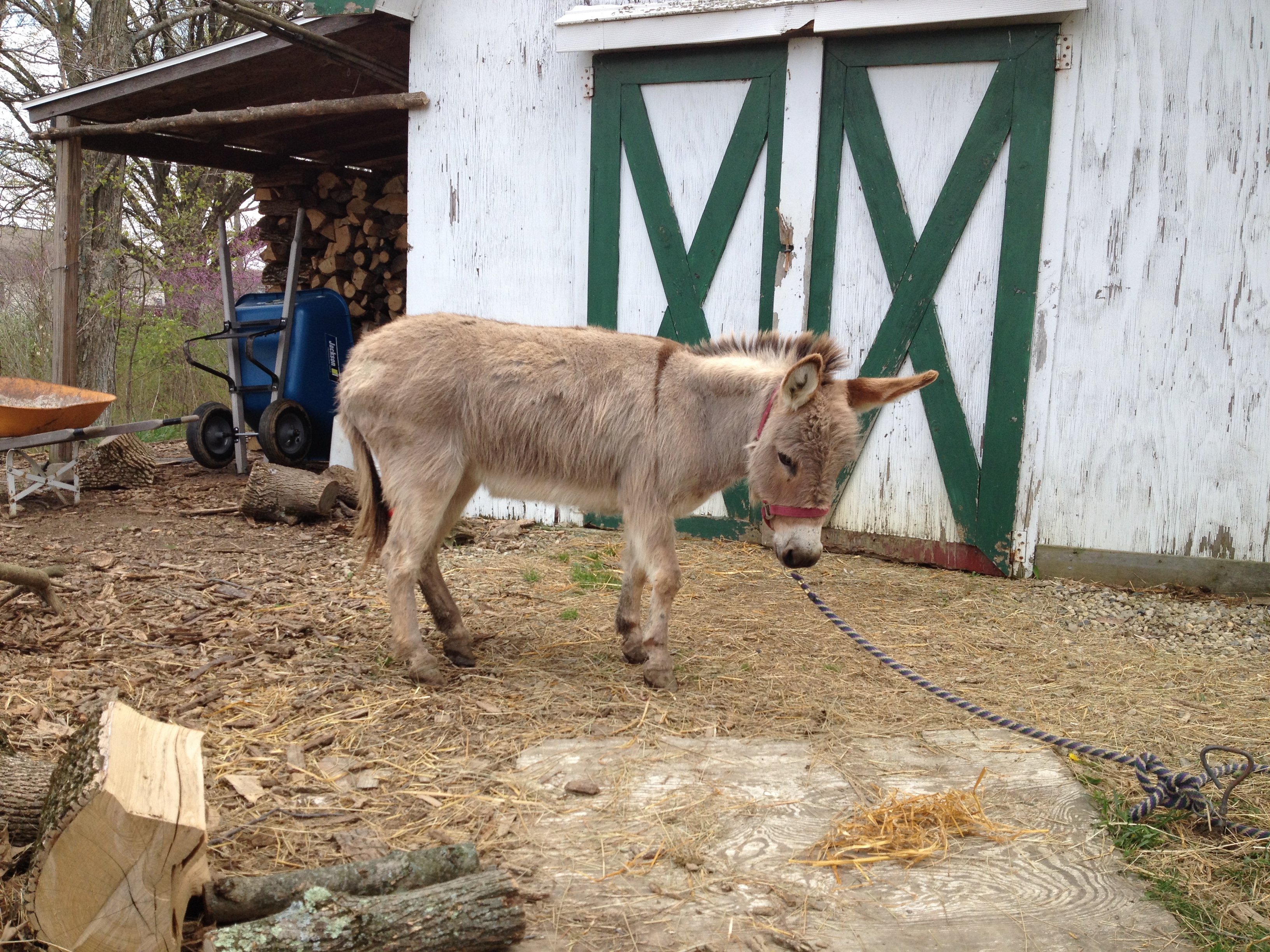 Providence Cottage Farm Miniature Mediterranean Donkey Ohio