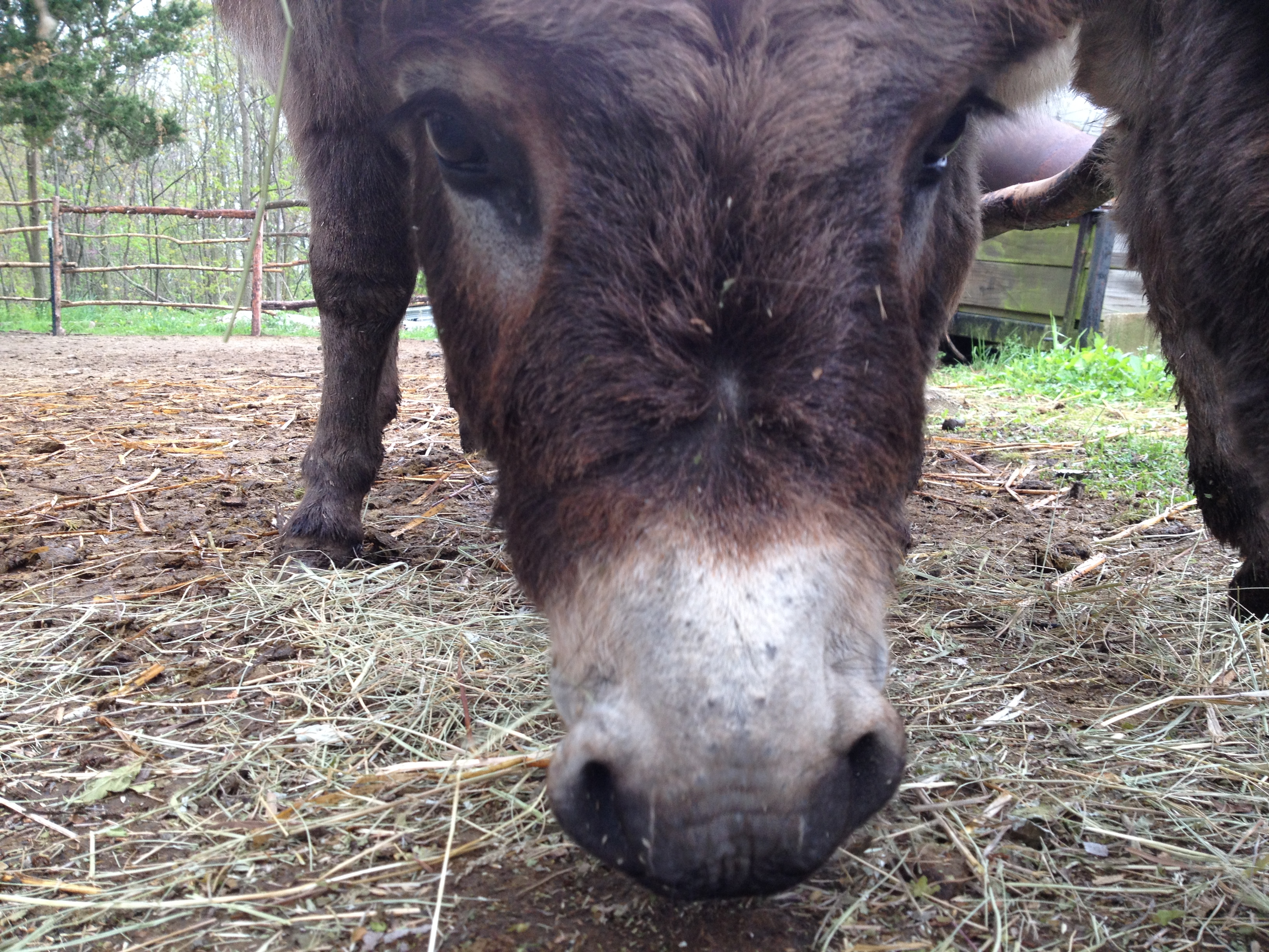 Providence Cottage Farm Miniature Mediterranean Donkey Ohio