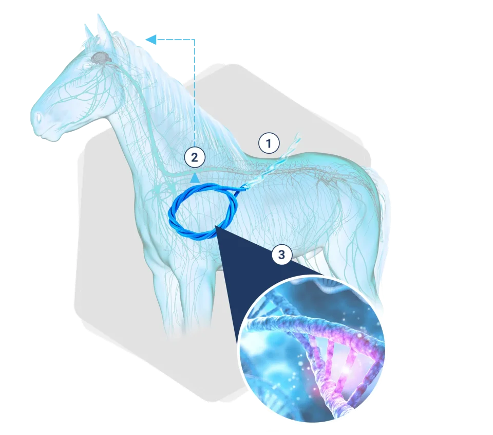 Wirkungsweise | equitron-pro