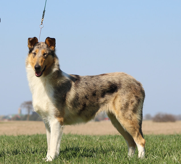 Miley | Glasgowhill Collies