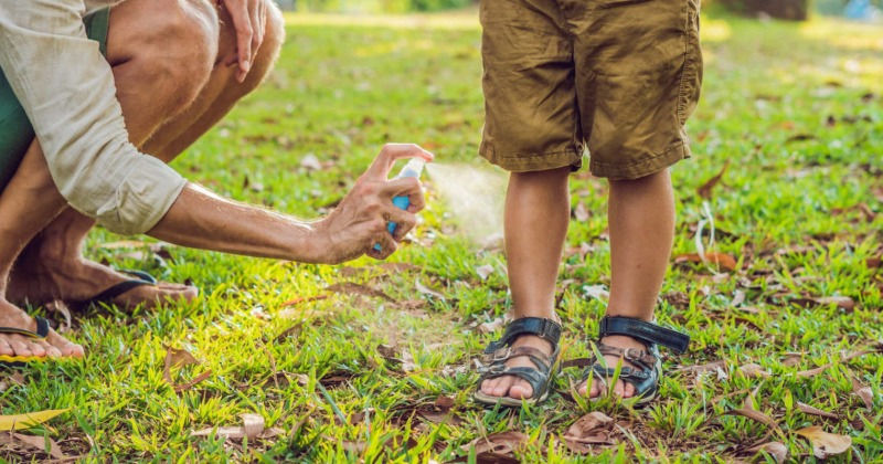 Picada de pernilongo: 5 remédios naturais para aliviá-la