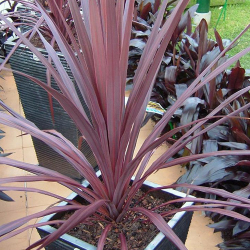 Cordyline Red Chocolate | potplantheavenperth