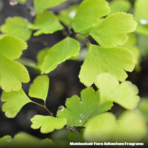 Maidenhair Fern (Adiantum Fragrans) | potplantheavenperth