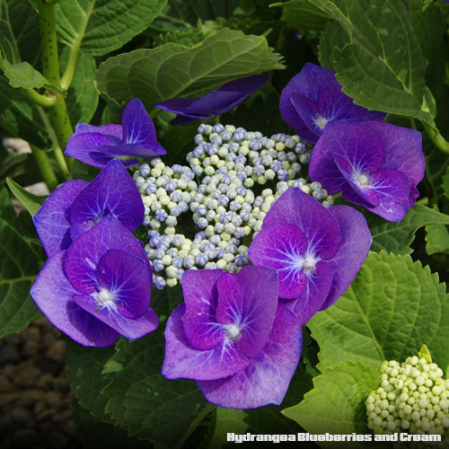 Hydrangea Blueberries and Cream | potplantheavenperth