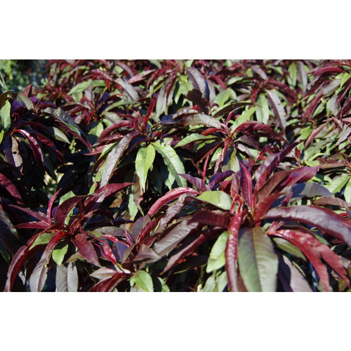 Peach Dwarf Sunset | potplantheavenperth