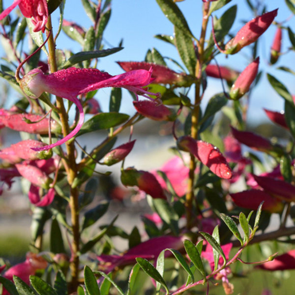 Emu Bush Eremophila Magic Blush | potplantheavenperth
