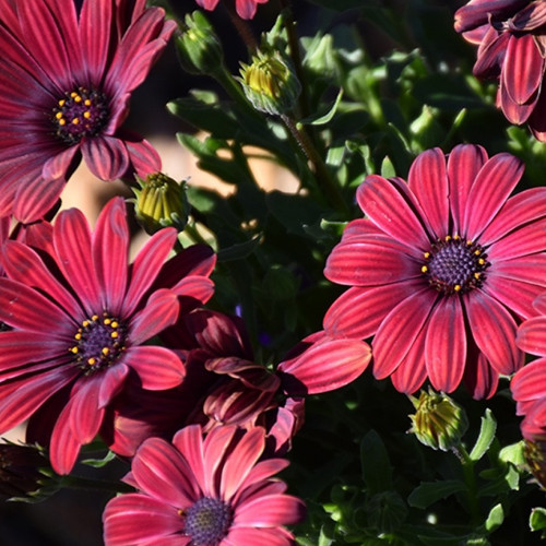 Osteospermum Serenity Red | potplantheavenperth