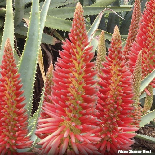 Aloe Super Red | potplantheavenperth