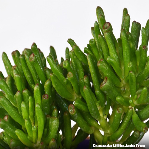 Crassula Little Jade Tree | potplantheavenperth