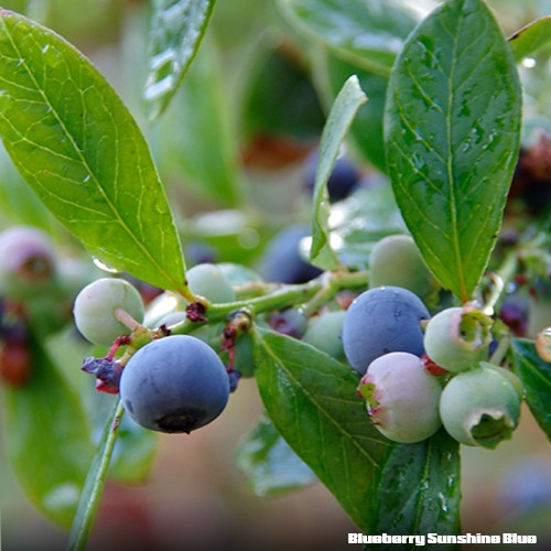 Blueberry Sunshine Blue | potplantheavenperth