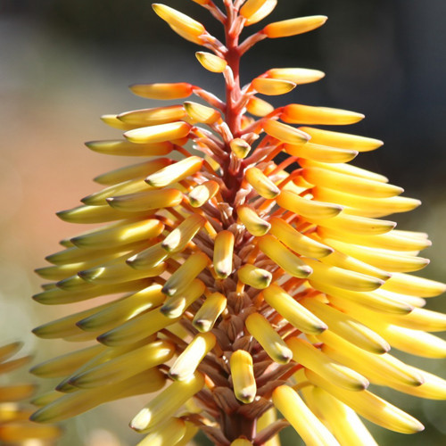 Aloe Moonglow | potplantheavenperth