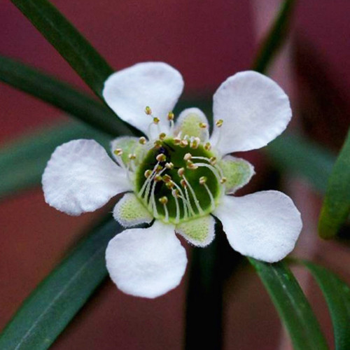 Lemon Scented Tea Tree | potplantheavenperth