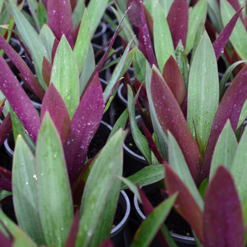 Moses in the Cradle 'Rhoeo Discolor Compacta' | potplantheavenperth