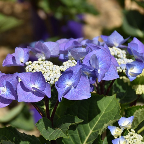 Hydrangea Black Lace | potplantheavenperth