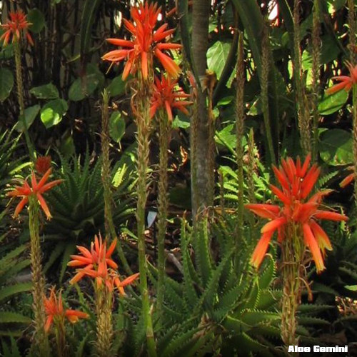 Aloe Gemini | potplantheavenperth