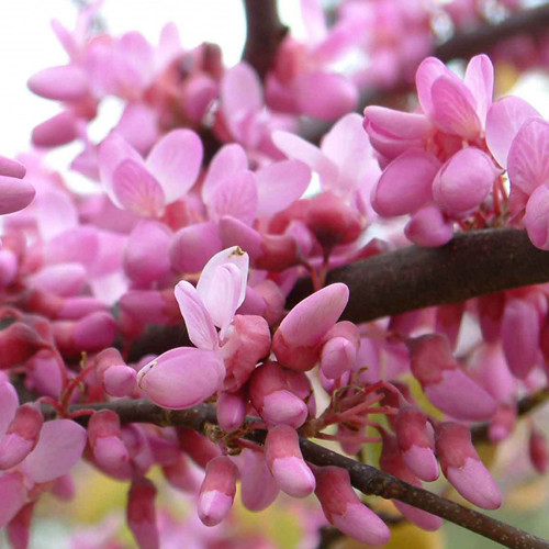 Judas Tree | potplantheavenperth