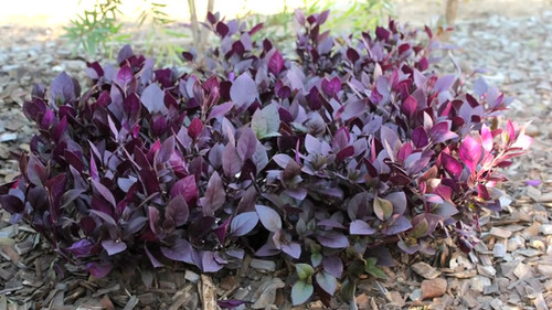 Alternanthera Little Ruby | potplantheavenperth