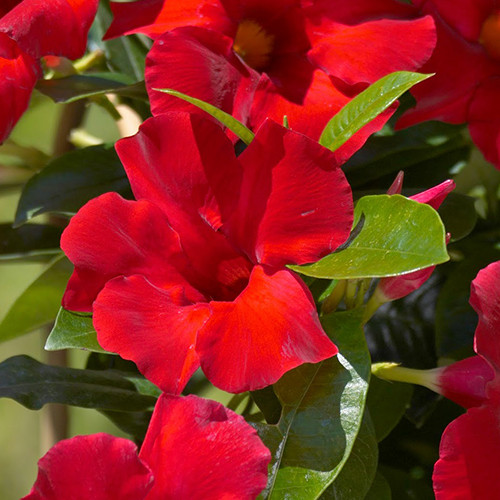 Mandevilla Classic Dark Red | potplantheavenperth