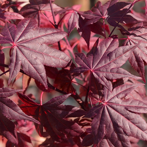 Purple Japanese Maple 'Acer palmatum atropurpurea' | potplantheavenperth